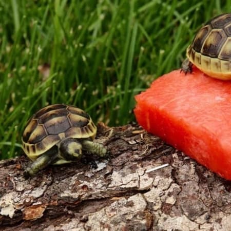 Ibera Greek tortoise for sale | Greek tortoise hatchlings for sale