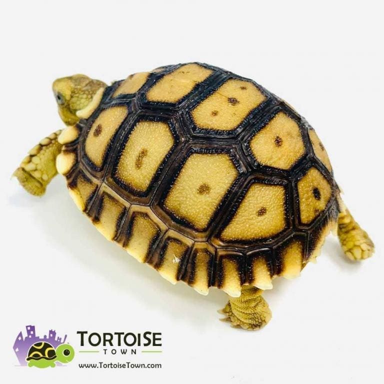 Sulcata tortoise UVB Light | Sulcata tortoise lighting what type of ...