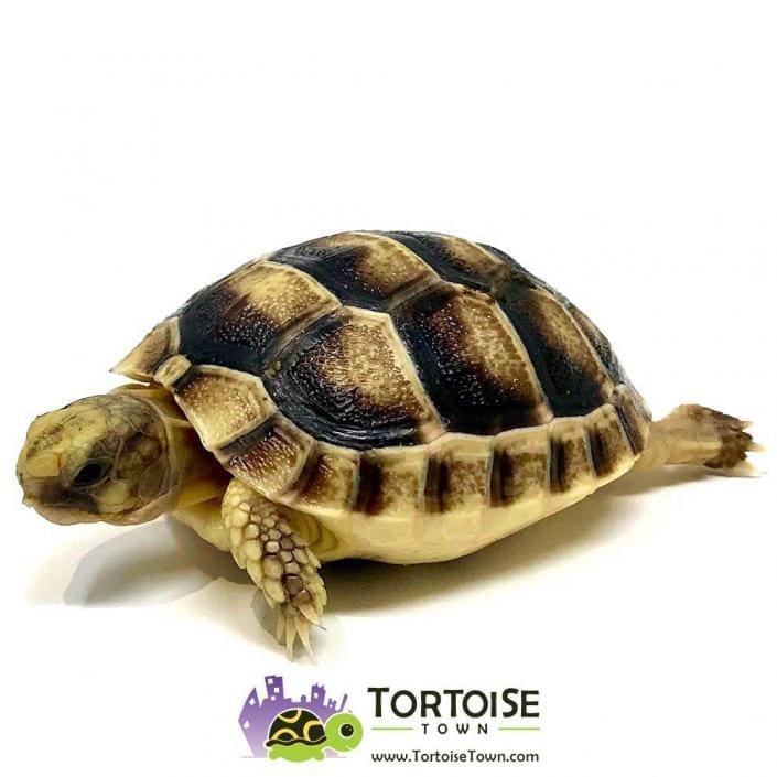 Small tortoise for sale baby tiny tortoise for sale small pet tortoises ...