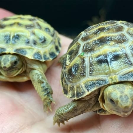 eastern box turtle for sale online buy baby eastern box turtles for ...