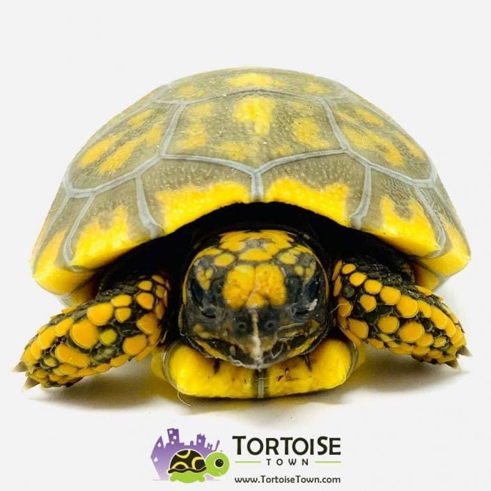 Medium size tortoise for sale | leopard tortoise | red footed tortoise