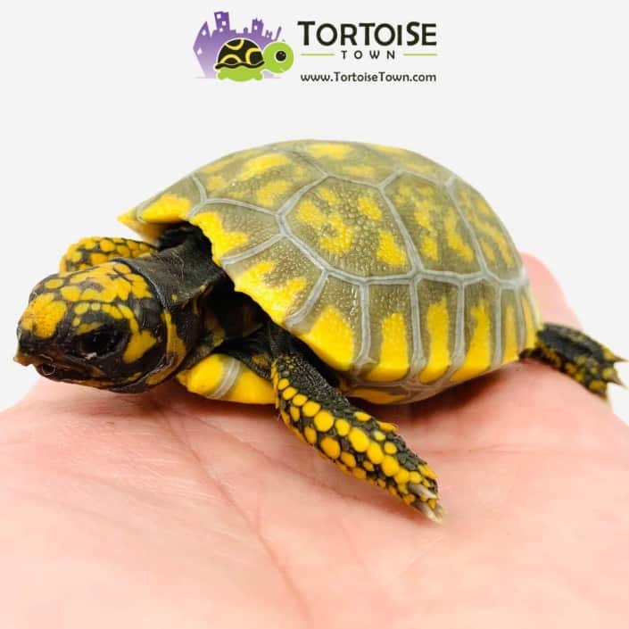Yellow Foot Tortoise for sale yellow foot tortoise hatchling for sale
