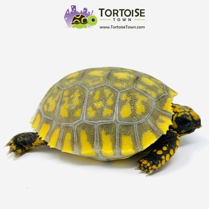red footed tortoise habitat | red foot tortoise enclosure | tank ...