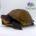 3 toed box turtles for sale online | baby 3 toe box turtle hatchlings