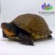 3 toed box turtles for sale online | baby 3 toe box turtle hatchlings