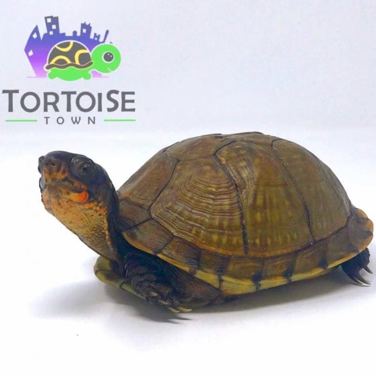 3 toed box turtles for sale online | baby 3 toe box turtle hatchlings