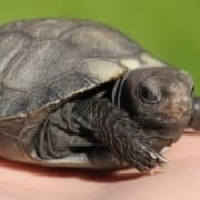 burmese black mountain tortoise for sale burmese black tortoise ...