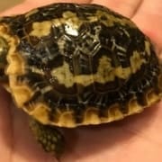 Pancake tortoise for sale at the best prices Hatchling Juvenile adult