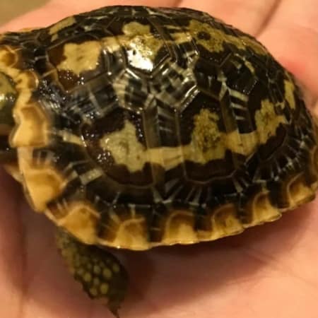 Pancake tortoise for sale at the best prices Hatchling Juvenile adult