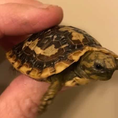 Pancake tortoise for sale at the best prices Hatchling Juvenile adult
