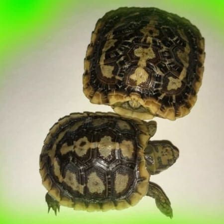 Pancake tortoise for sale at the best prices Hatchling Juvenile adult