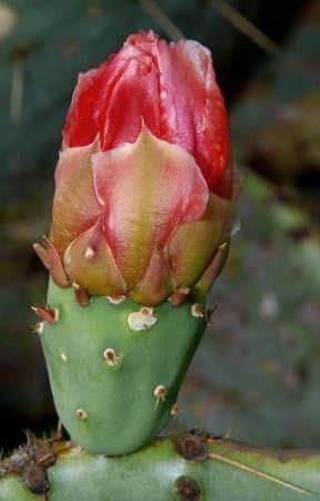 Tortoise cactus for sale | spineless cactus pads for sale optunia