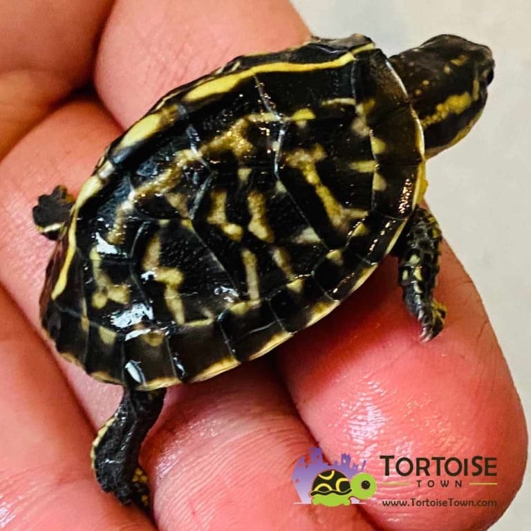 Box turtle for sale | baby box turtles for sale | eastern | 3 toe ...