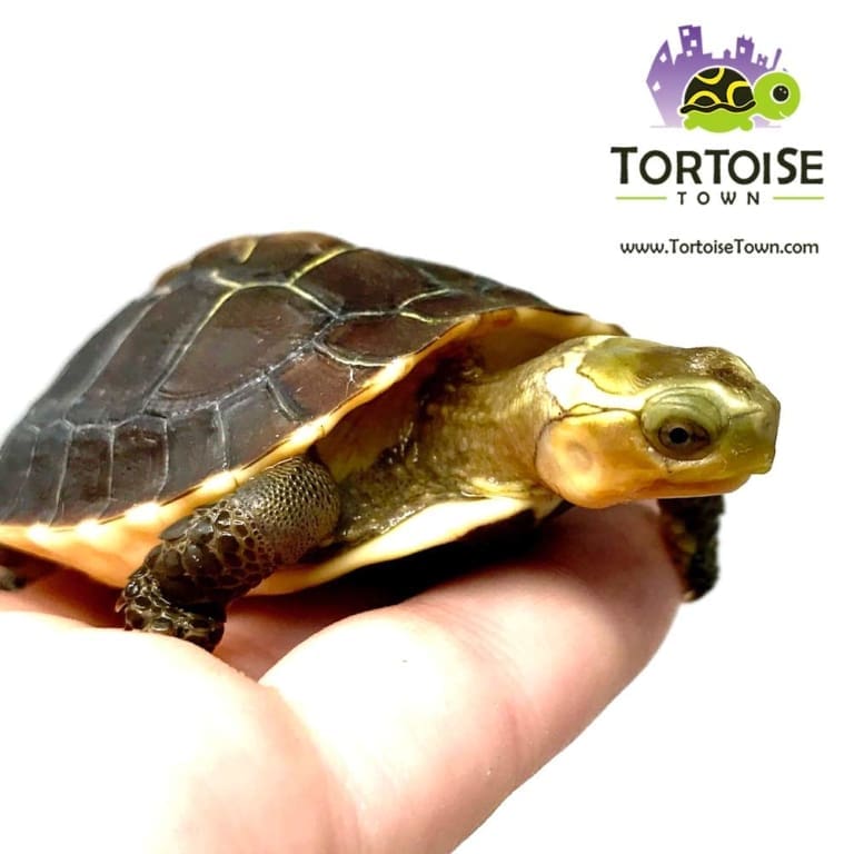 Chinese box turtle for sale online Baby chinese box turtles for sale ...