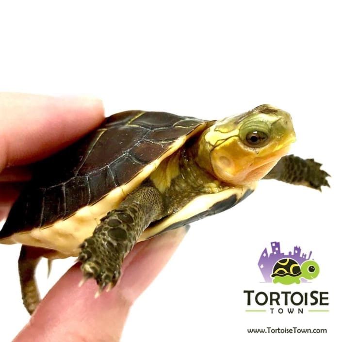 Chinese box turtle for sale online Baby chinese box turtles for sale ...