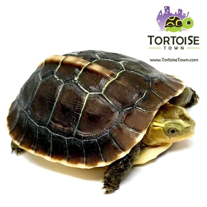 Chinese Box turtles for sale online where to buy baby chinese box ...