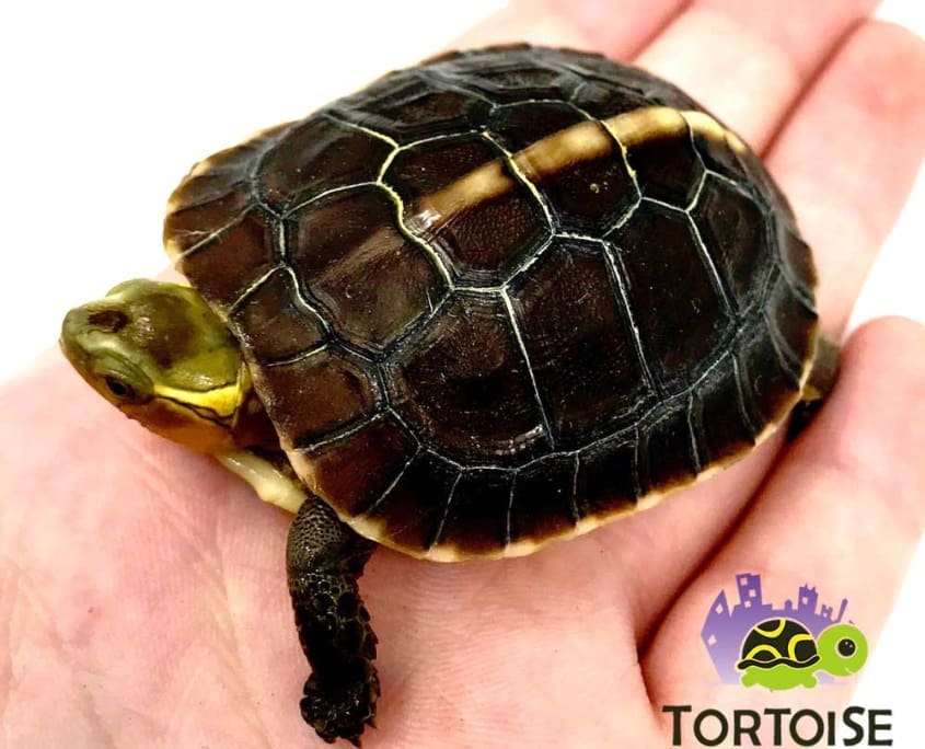 Box turtle pictures | Box turtle photos | Images of baby box turtles ...
