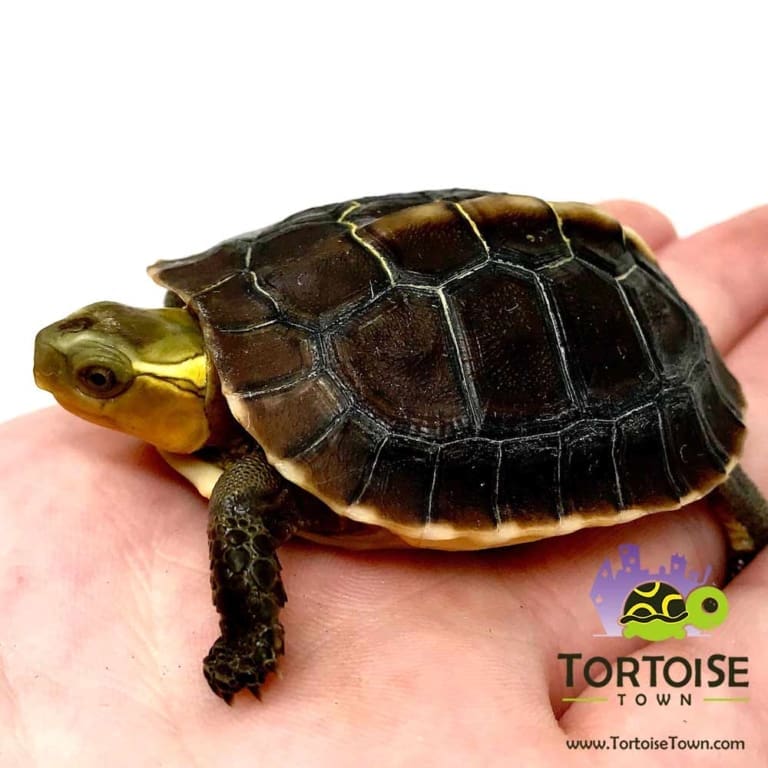 Chinese Box turtles for sale online where to buy baby chinese box ...