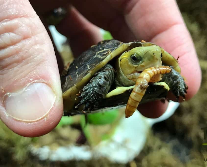 Box turtle pictures | Box turtle photos | Images of baby box turtles ...
