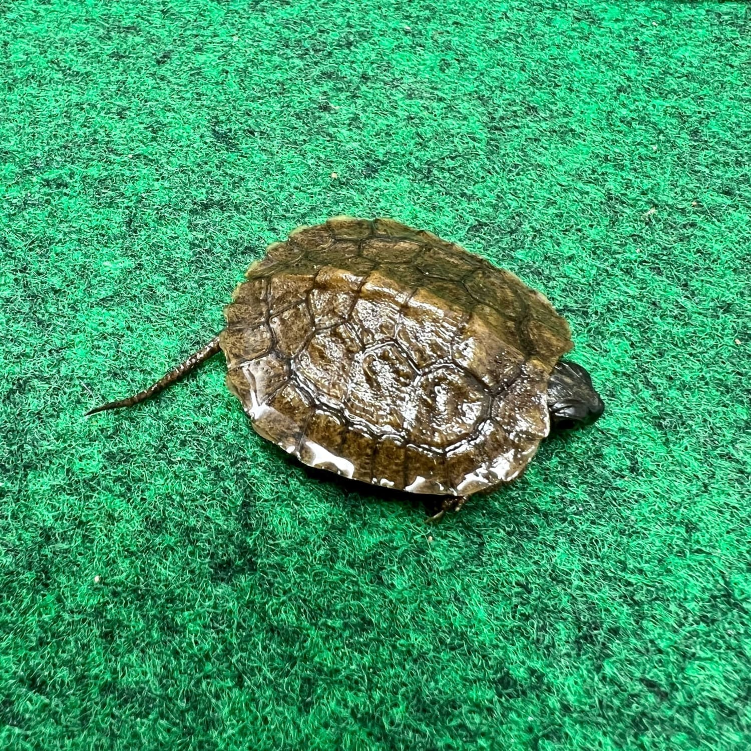 North American Wood Turtle | Baby Wood Turtles for sale breeder
