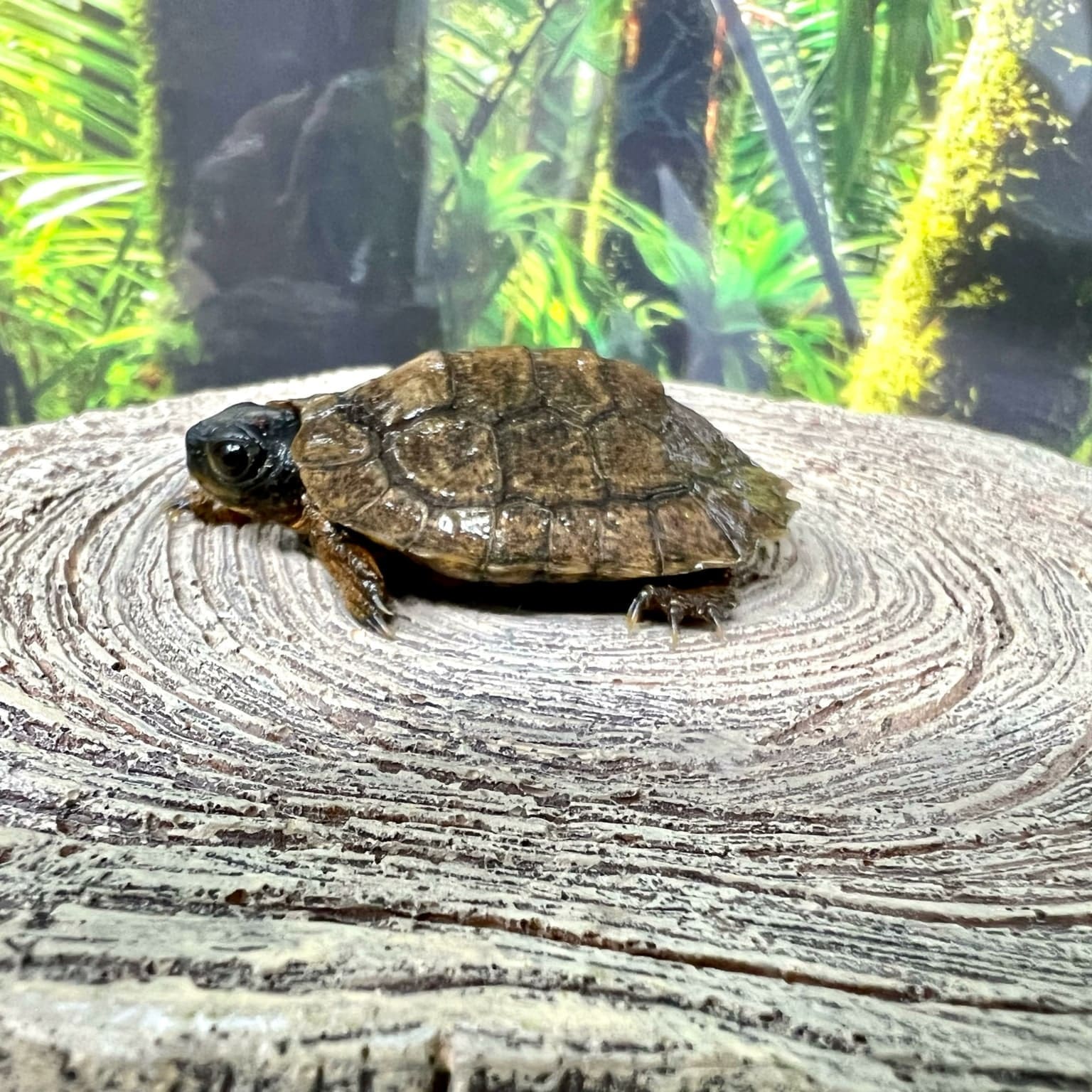 Chinese box turtle for sale online Baby chinese box turtles for sale ...
