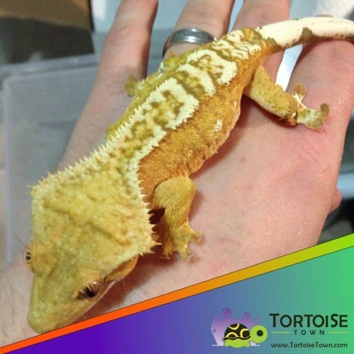 Creamsicle crested gecko for sale online | crested gecko breeders