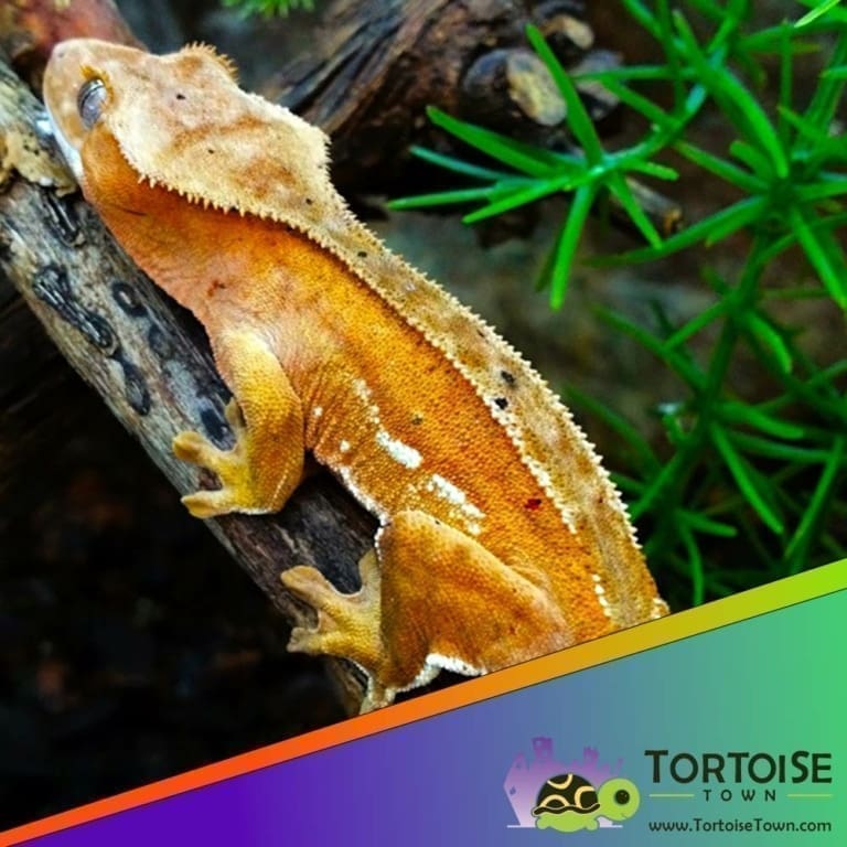 Creamsicle crested gecko for sale online | crested gecko breeders