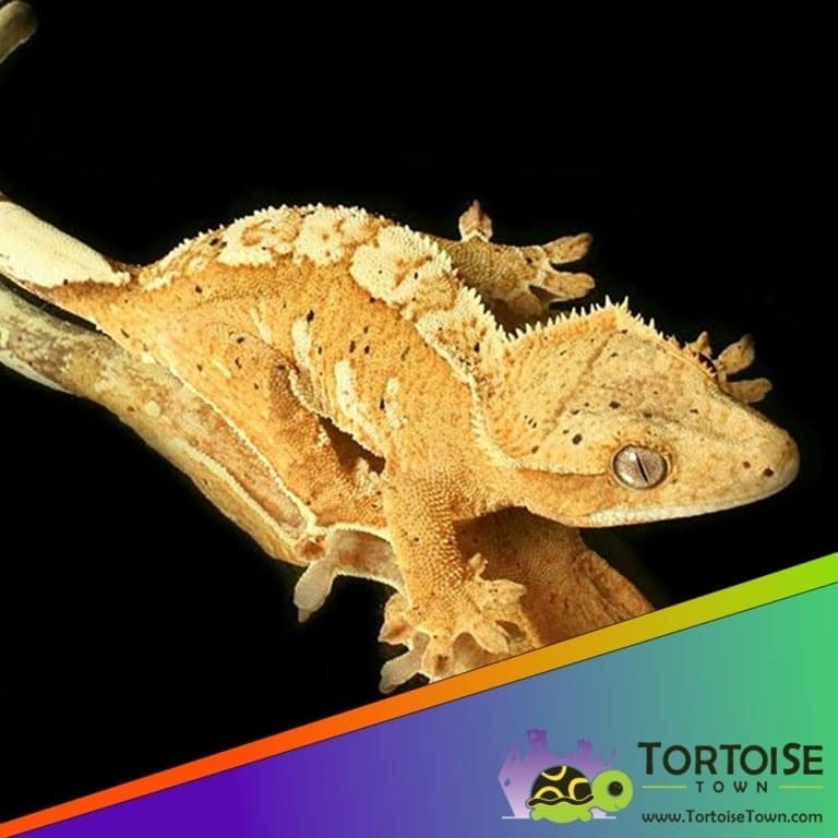 Creamsicle crested gecko for sale online | crested gecko breeders