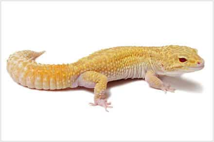 Raptor leopard gecko for sale baby leopard geckos for sale online near me