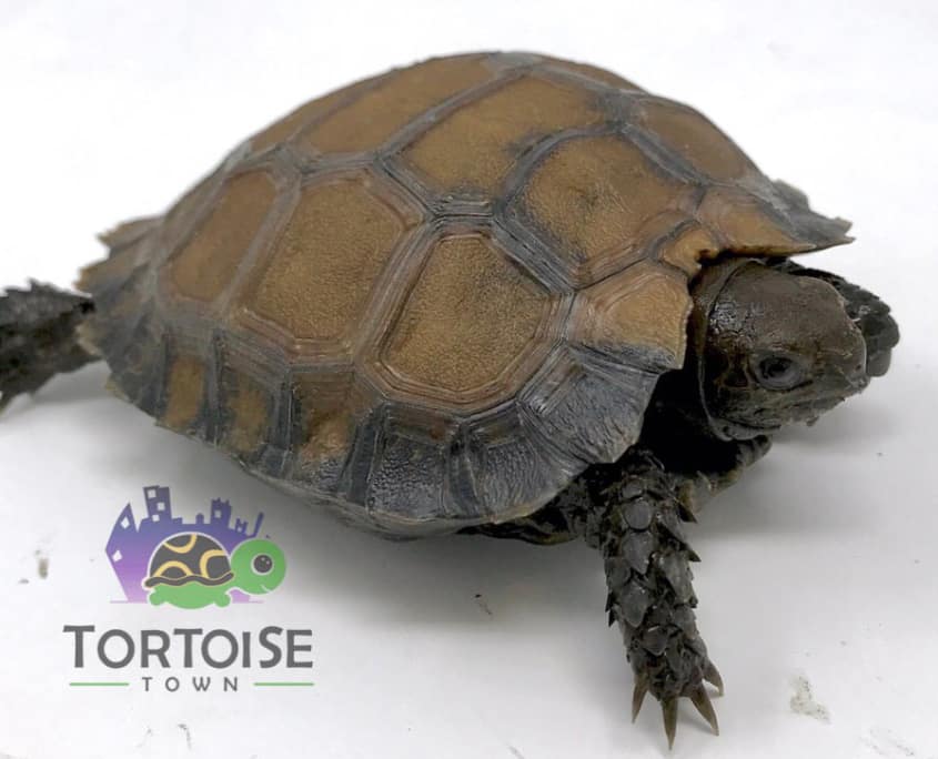 burmese black mountain tortoise for sale burmese black tortoise ...