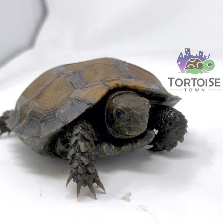 burmese black mountain tortoise for sale burmese black tortoise ...