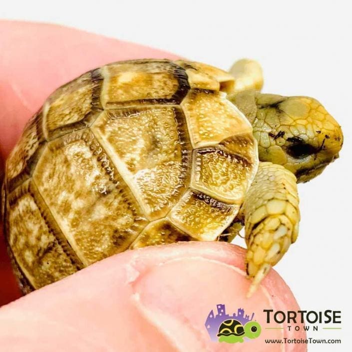 Egyptian tortoise for sale | Kleinmann's tortoises for sale near me