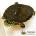 Western painted turtle for sale online | baby western painted turtles
