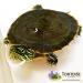 Painted turtles for sale online | Buy baby painted turtle near me