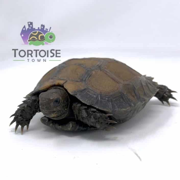 burmese black mountain tortoise for sale burmese black tortoise ...