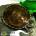 Western painted turtle for sale online | baby western painted turtles