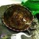 Western painted turtle for sale online | baby western painted turtles