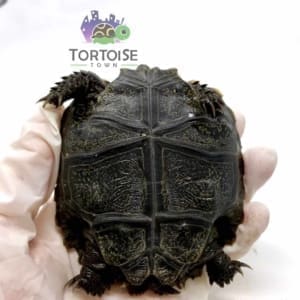 burmese black mountain tortoise for sale burmese black tortoise ...