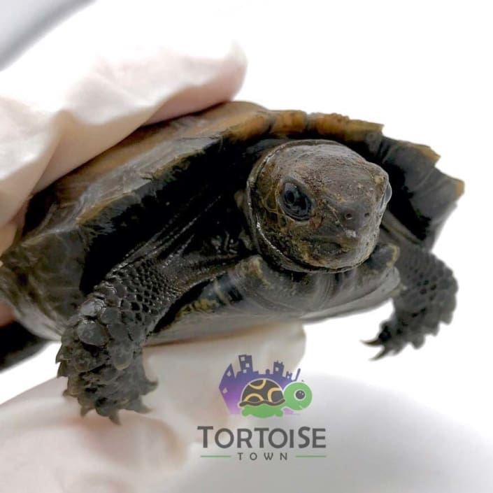 burmese black mountain tortoise for sale burmese black tortoise ...