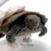 burmese black mountain tortoise for sale burmese black tortoise ...