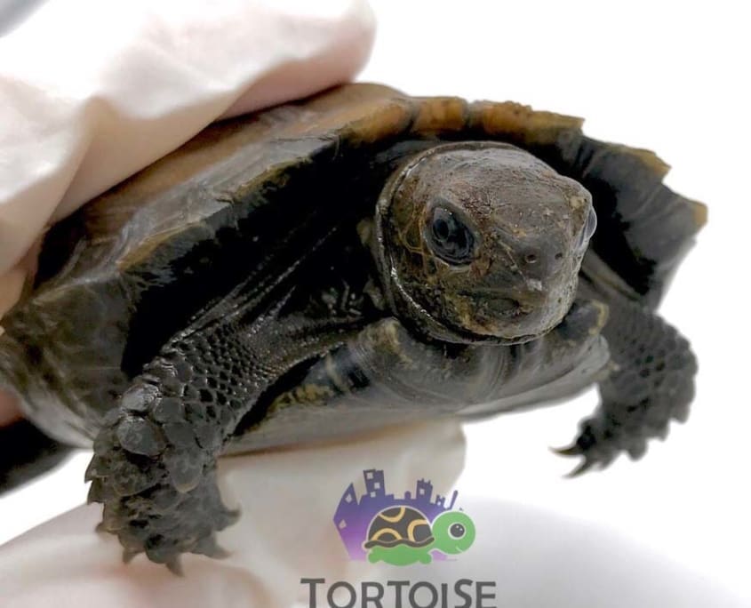 burmese black mountain tortoise for sale burmese black tortoise ...