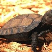 burmese black mountain tortoise for sale burmese black tortoise ...