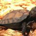 burmese black mountain tortoise for sale burmese black tortoise ...