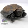 burmese black mountain tortoise for sale burmese black tortoise ...