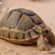 aldabra tortoise for sale | baby aldabra tortoises for sale online ...
