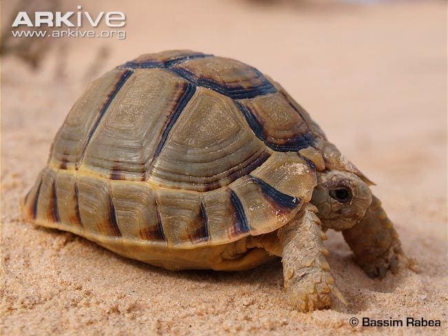 egyptian tortoise for sale | kleinmann's baby egyptian tortoises for ...