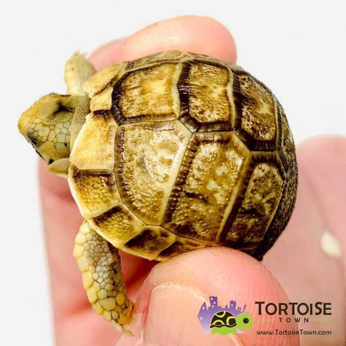 Egyptian tortoise for sale | Kleinmann's tortoises for sale near me