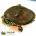 Western painted turtle for sale online | baby western painted turtles