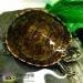 Western painted turtle for sale online | baby western painted turtles