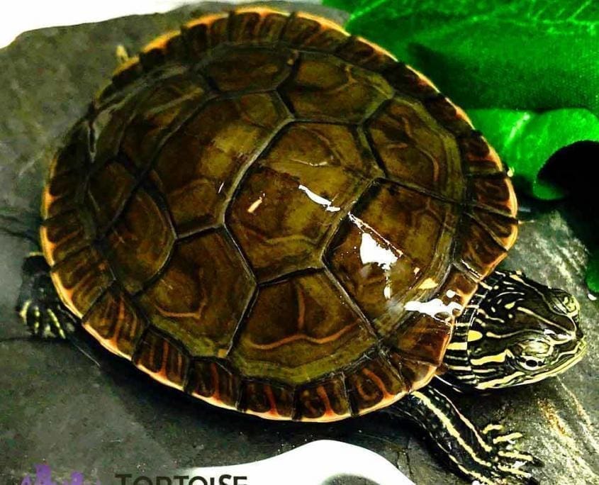 Aquatic Turtle for sale photo gallery of baby turtles for sale online ...